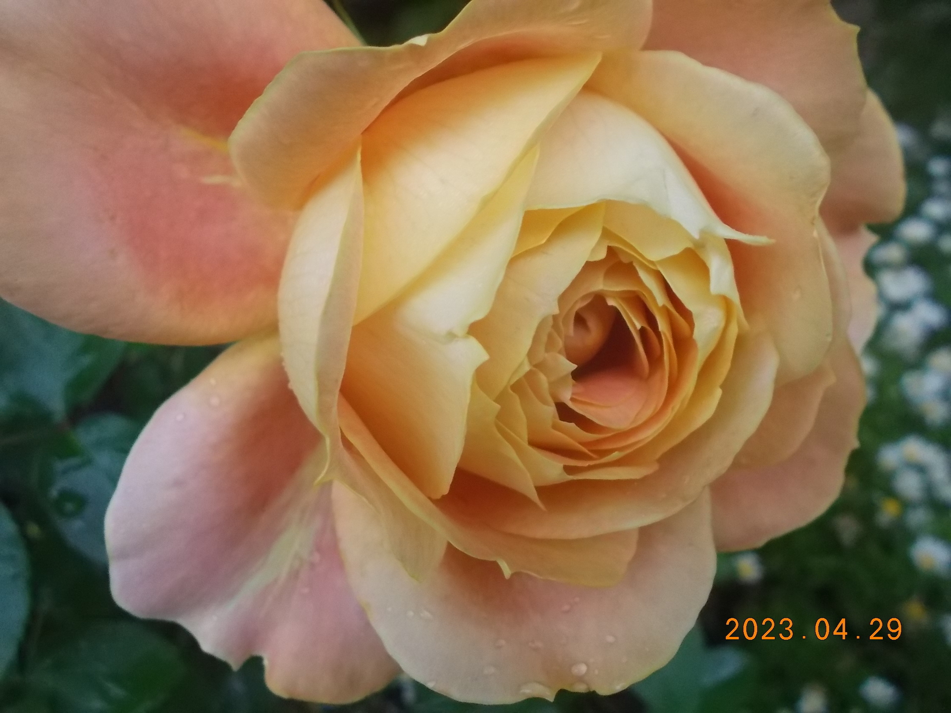 毎年恒例の京成バラ園芸: BlenderでファンタジーCG！